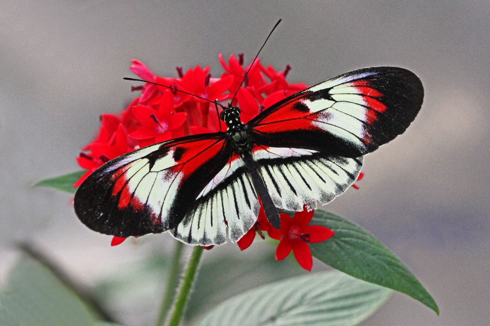 Mariposa cartero (Heliconius melpomene) - Picture Insect