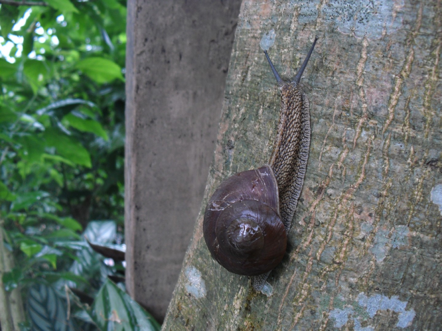 Nesiohelix (Nesiohelix) - Picture Insect