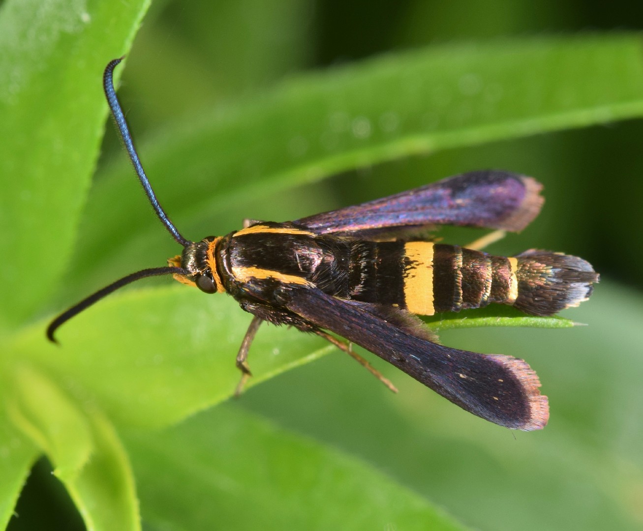 Carmenta pyralidiformis (Carmenta pyralidiformis) - Picture Insect
