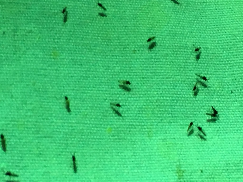 Gnitzen (Ceratopogonidae) - Picture Insect