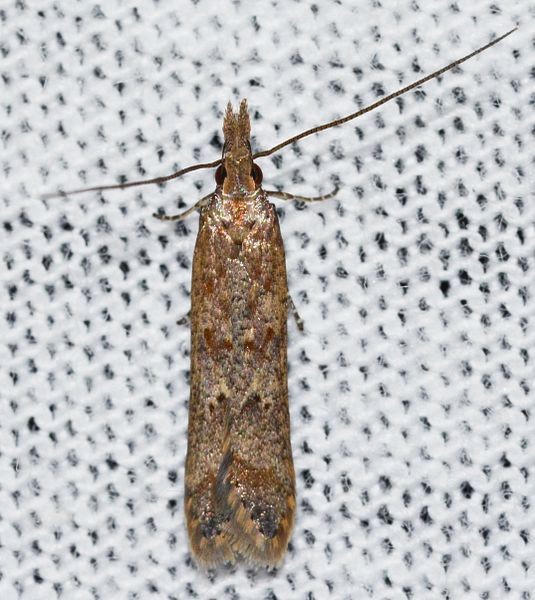 Palmerworm moth (Dichomeris ligulella) - Picture Insect