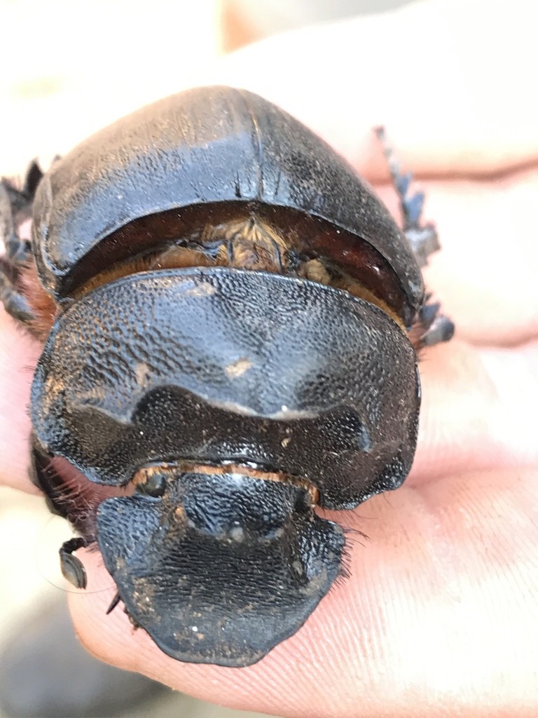 Heliocopris (Heliocopris) - Picture Insect