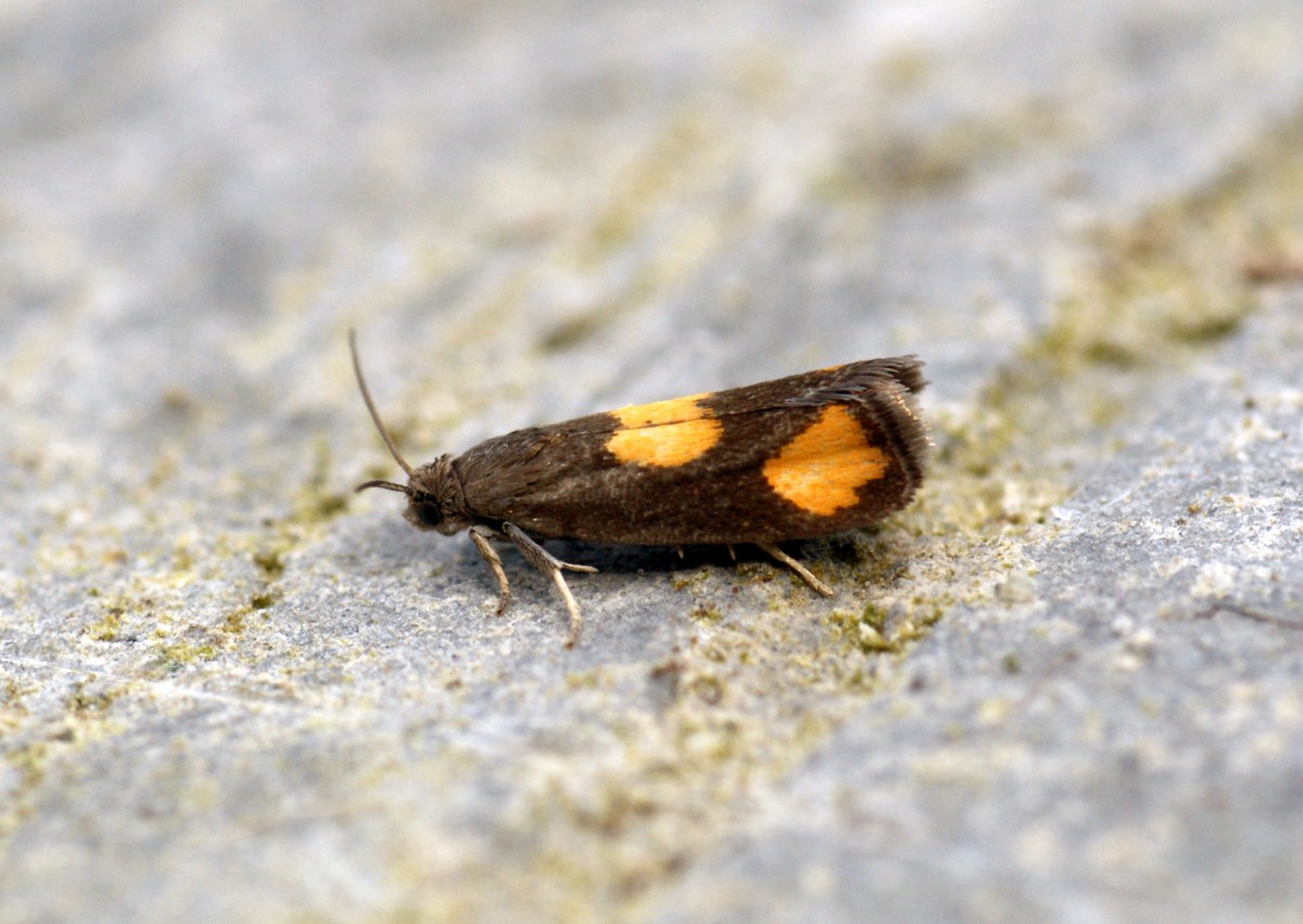 Pammene (Pammene) - Picture Insect