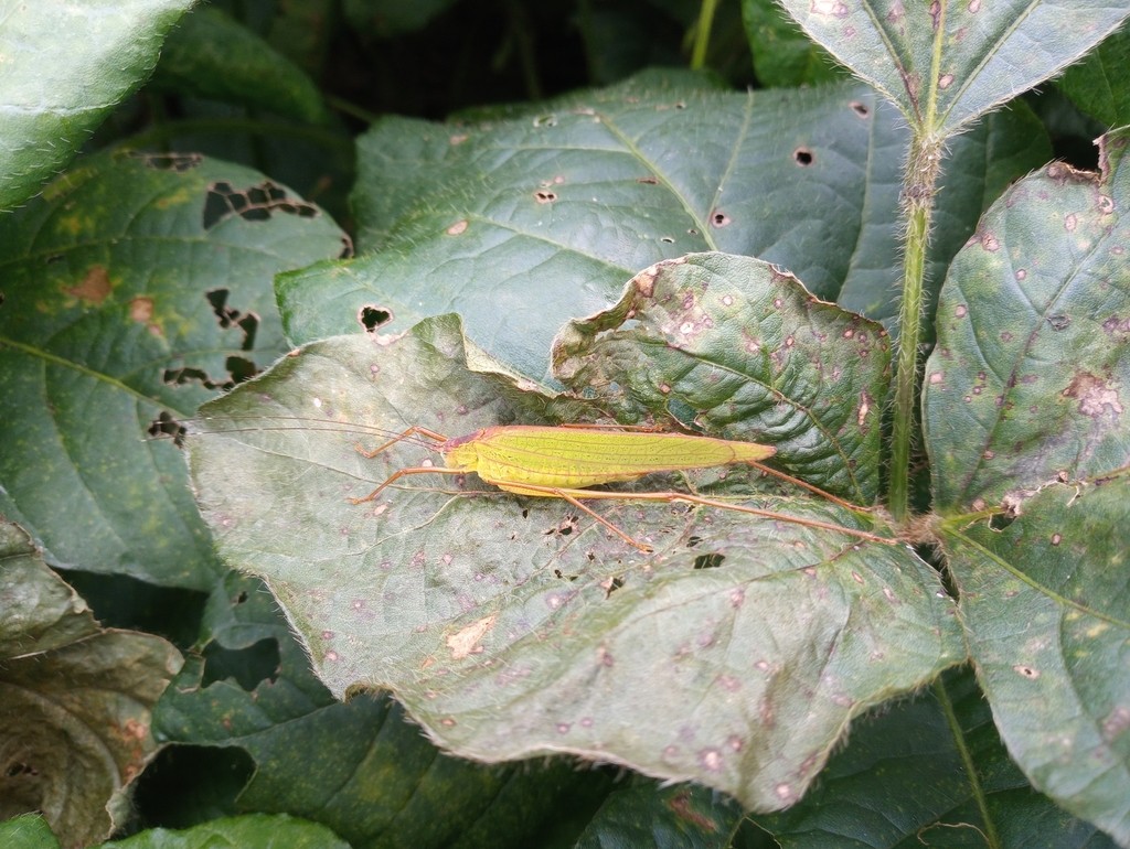 Elimaea fallax (Elimaea fallax) - Picture Insect