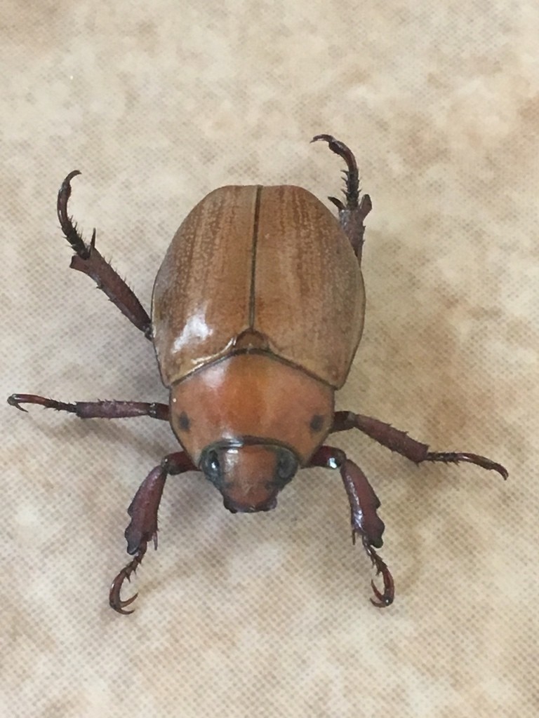 Pelidnota frommeri (Pelidnota frommeri) - Picture Insect