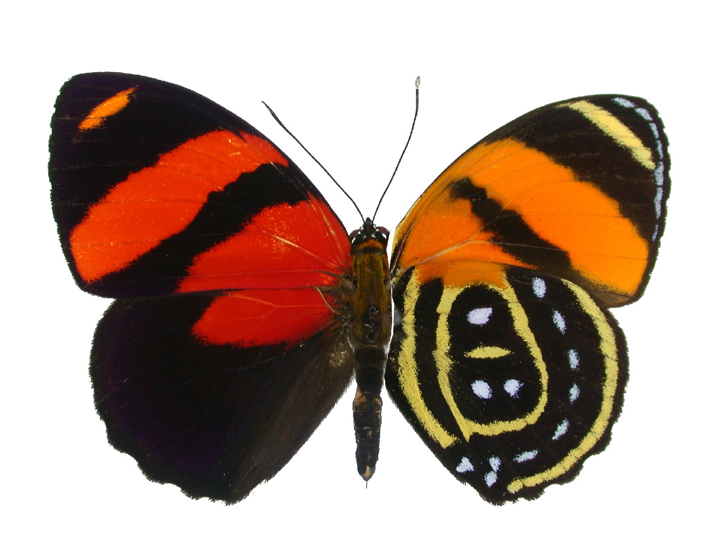 Callicore cynosura (Catagramma cynosura) - Picture Insect