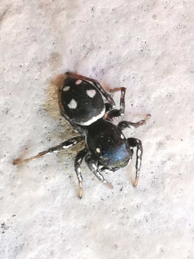 Heliophanus apiatus (Heliophanus apiatus) - Picture Insect
