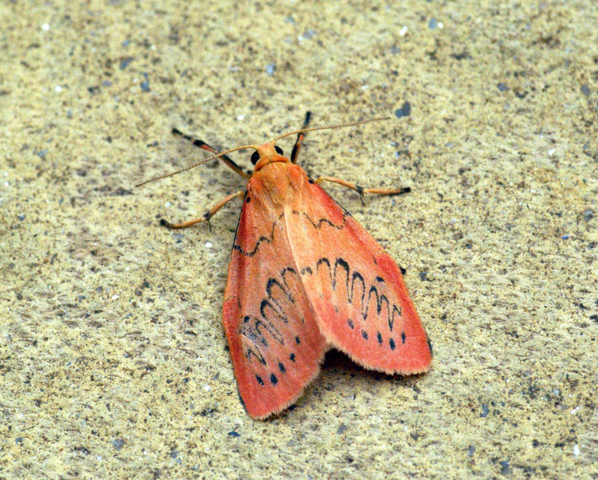 Лишайница розовая (Miltochrista miniata) - Picture Insect