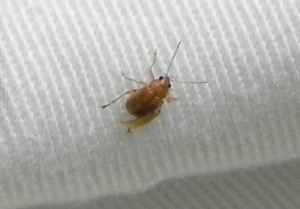 Colaspis (Colaspis) - Picture Insect