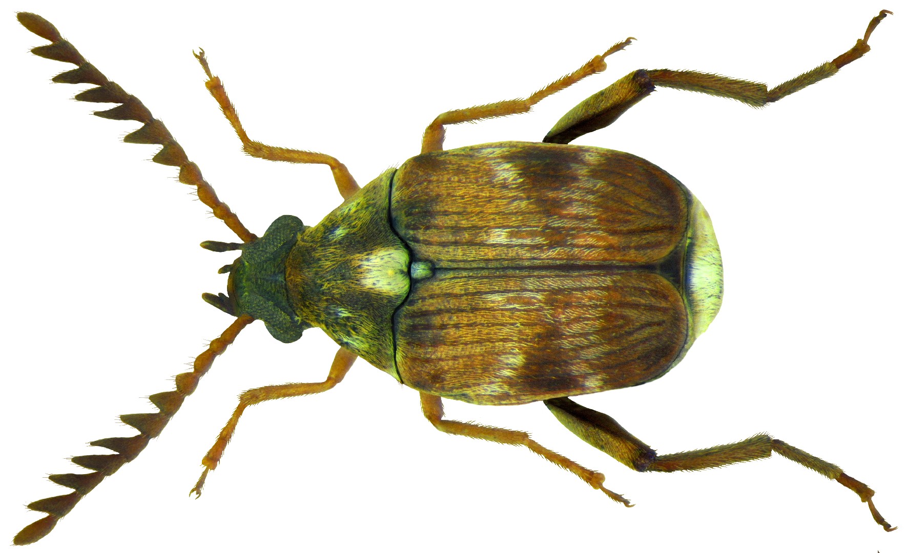 팥바구미 (Callosobruchus chinensis) - Picture Insect