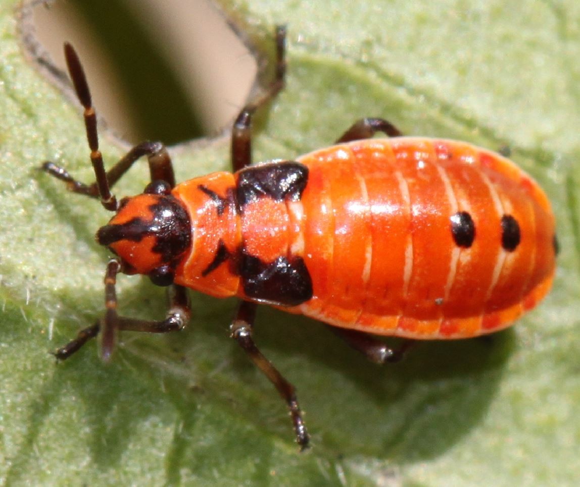 Percevejo preto-e-vermelho (Lygaeus equestris) - Picture Insect