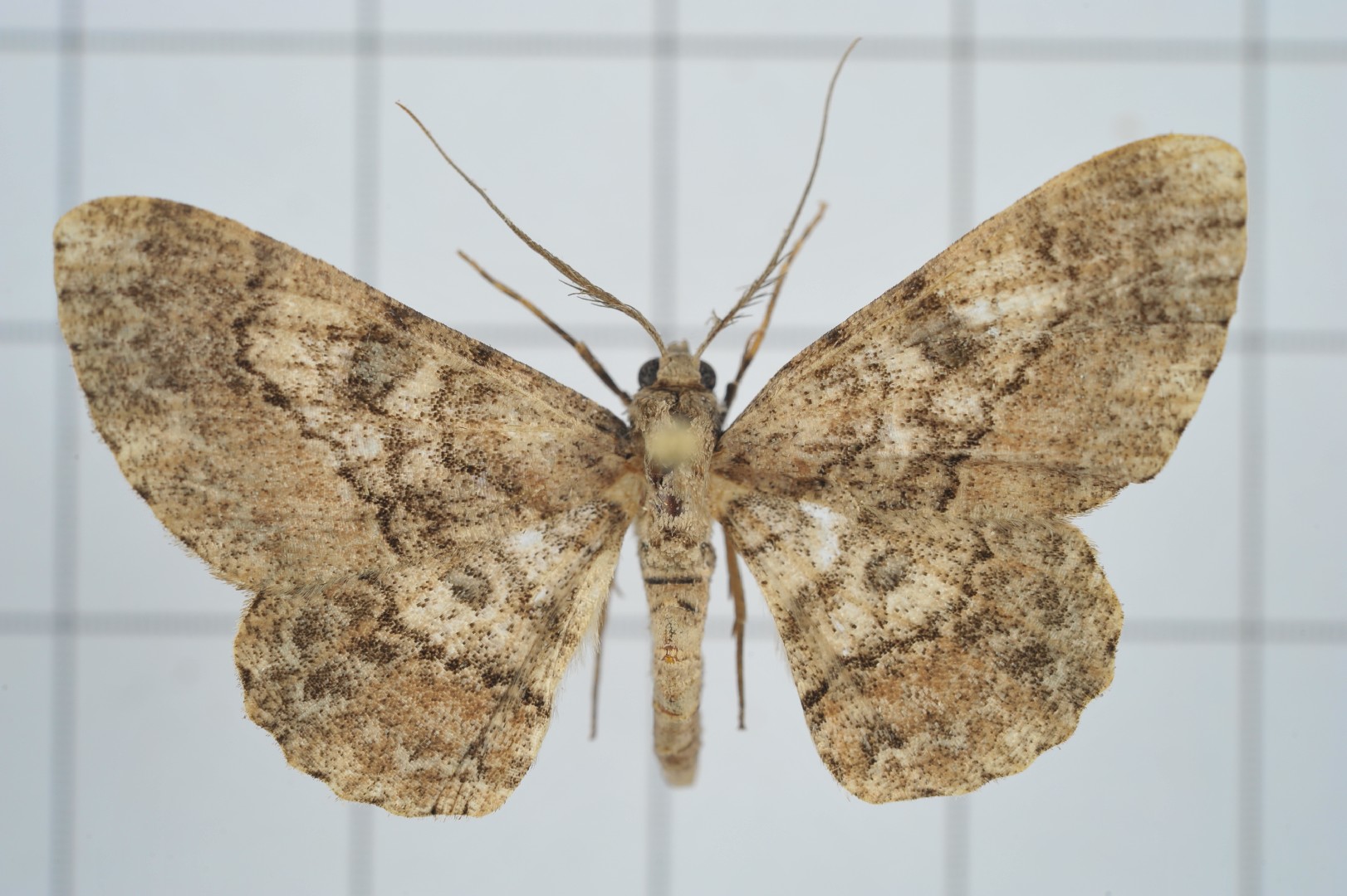 Cleora repulsaria (Cleora repulsaria) - Picture Insect