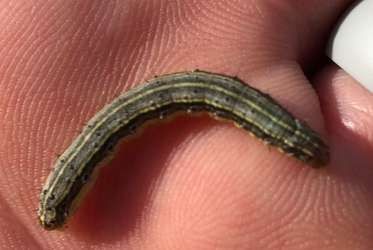 Fall Armyworm Moth How to identify it? - Picture Insect