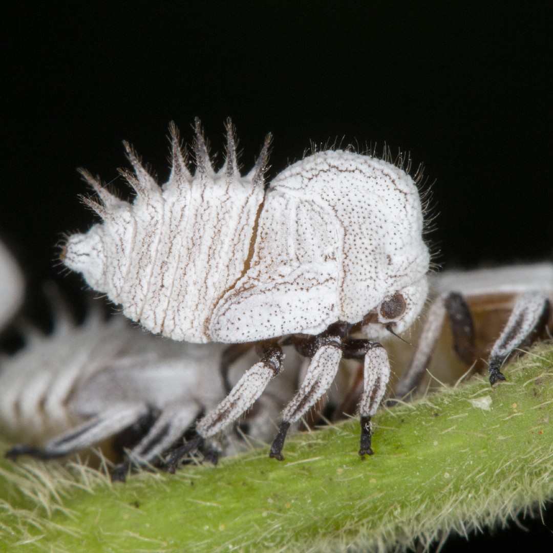 Membracis dorsata (Membracis dorsata) - Picture Insect
