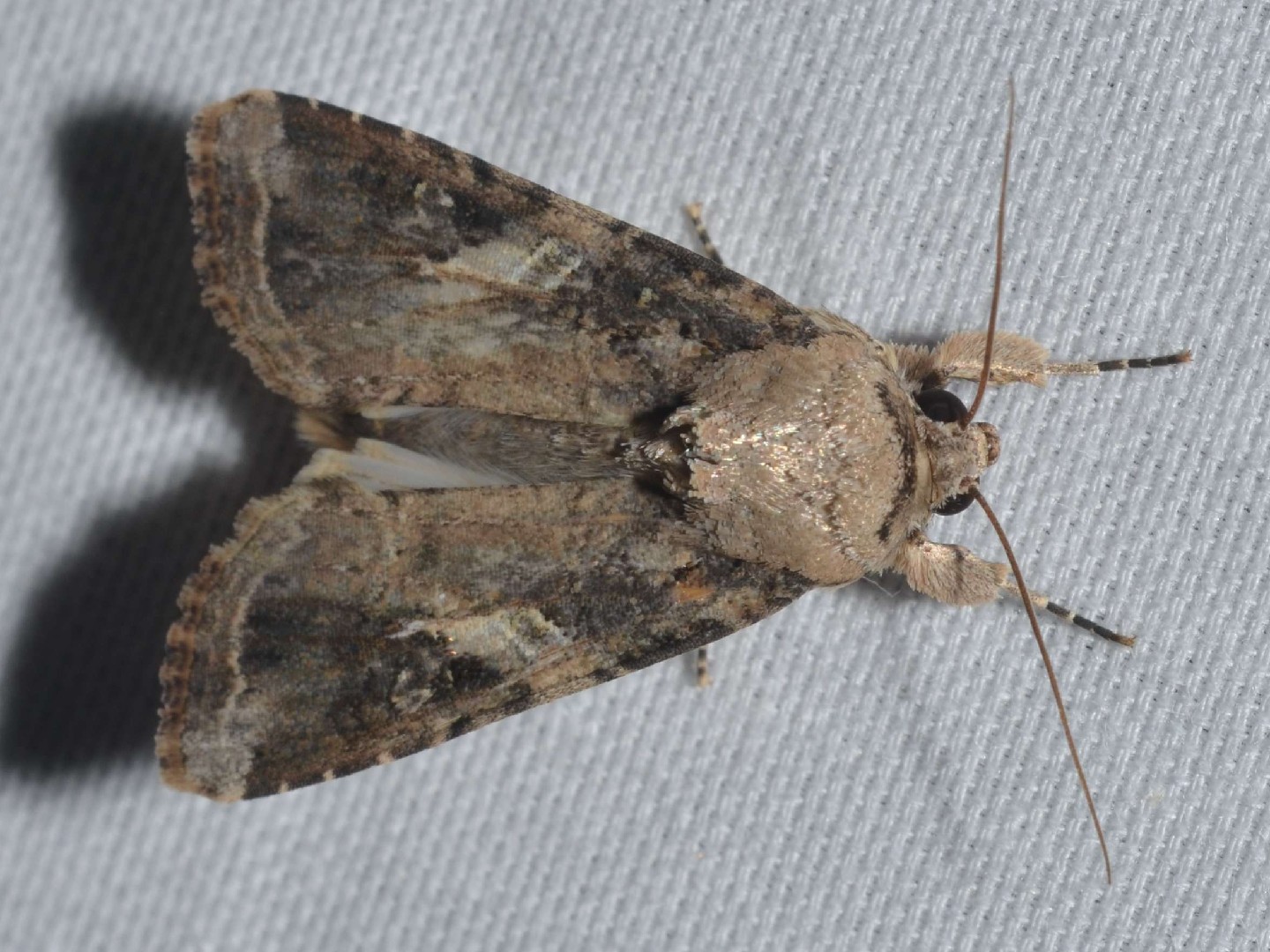 Fall Armyworm Moth How to identify it? - Picture Insect