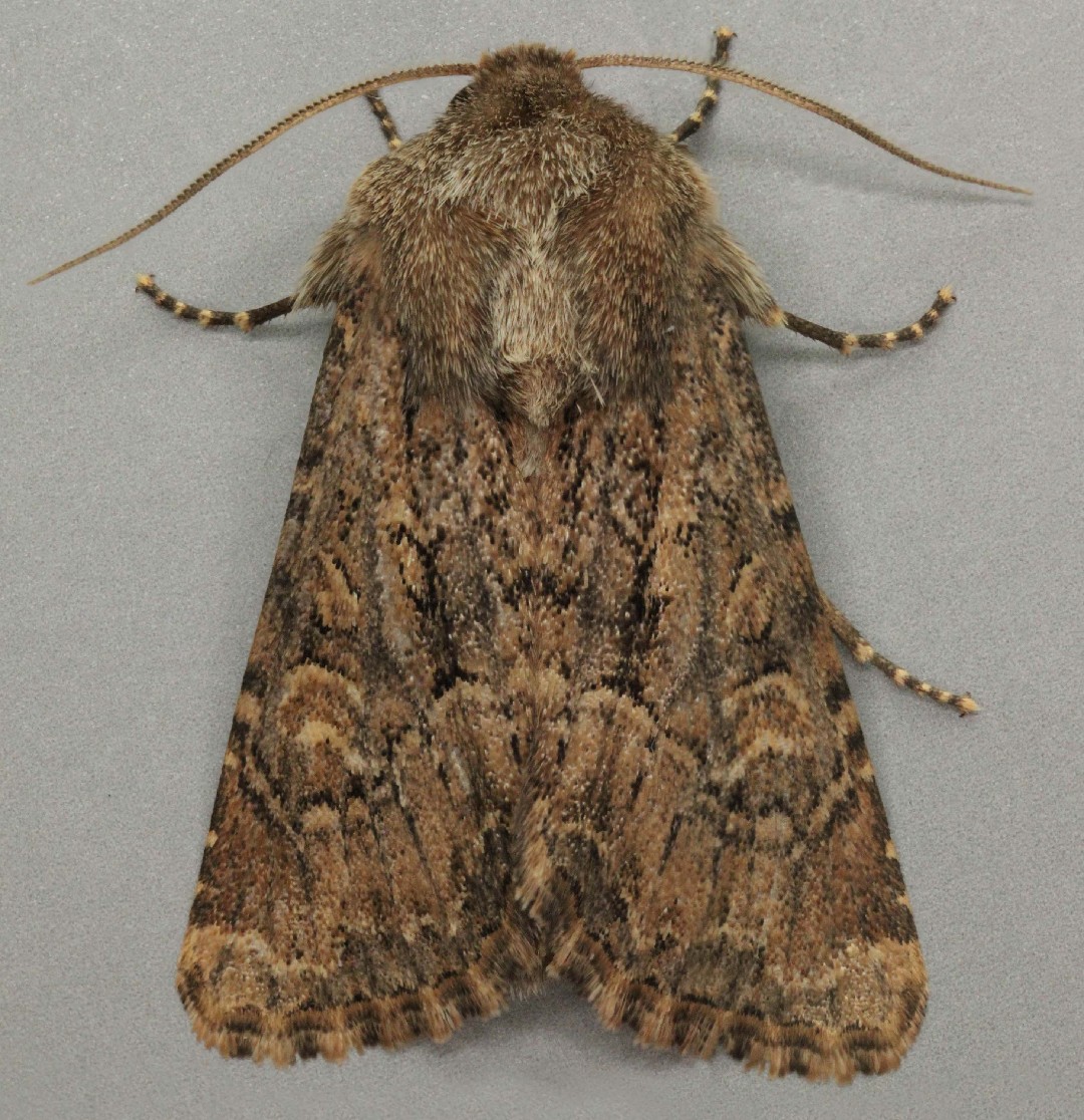 Apamea furva (Apamea furva) - Picture Insect