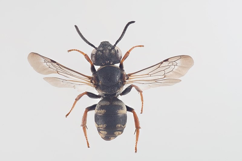 Epeolus variegatus (Epeolus variegatus) - Picture Insect