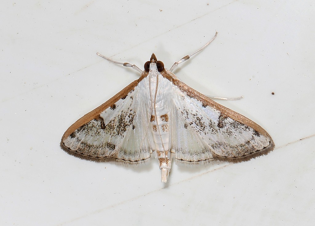 Palpita (Palpita) - Picture Insect