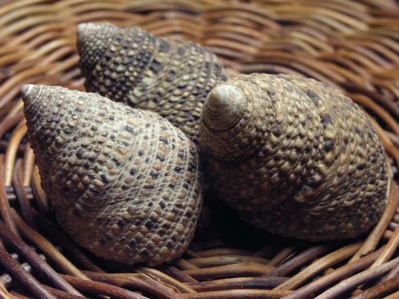 Monodonta labio (Monodonta labio) - Picture Insect