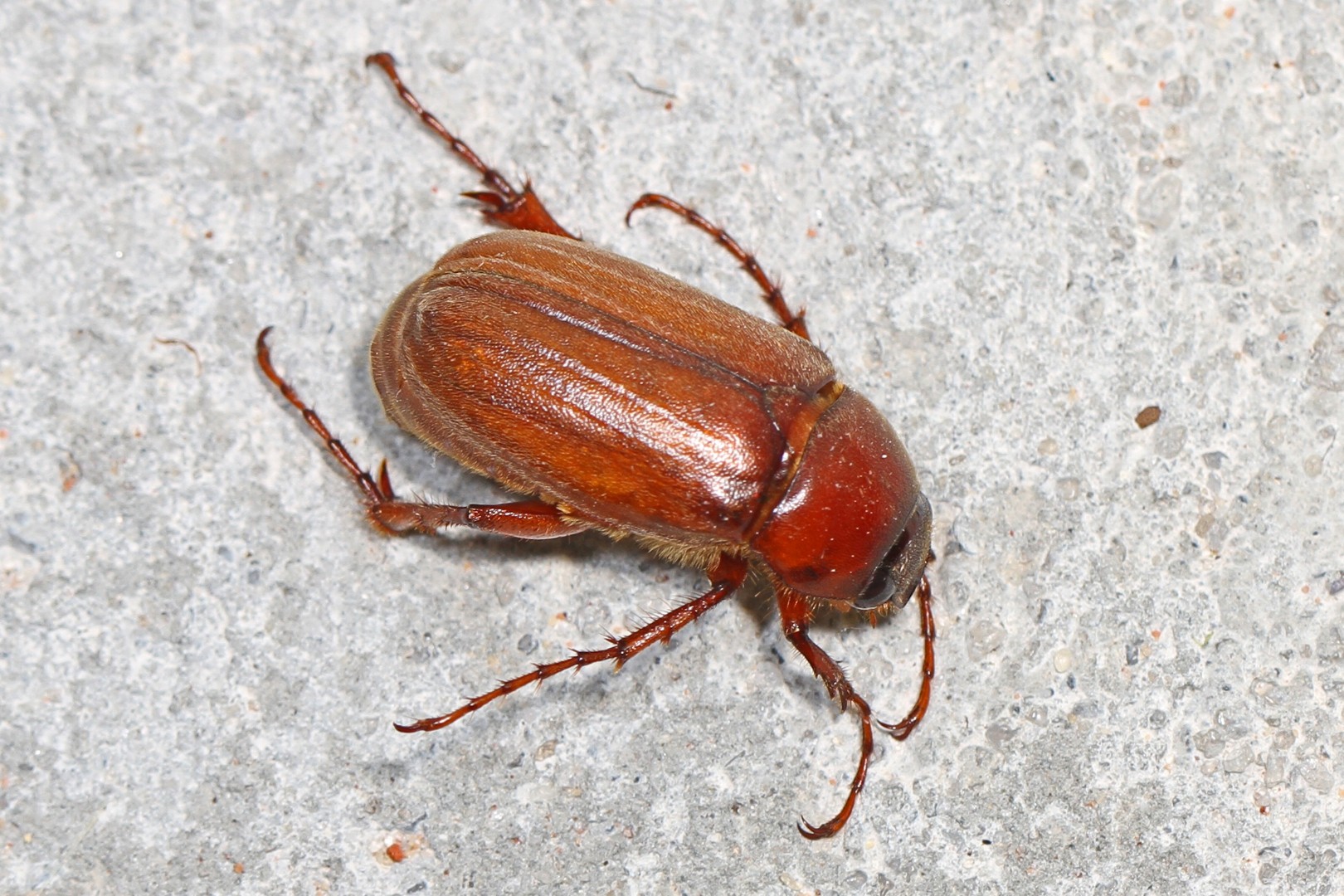 アカビロウドコガネ (Maladera castanea) - Picture Insect