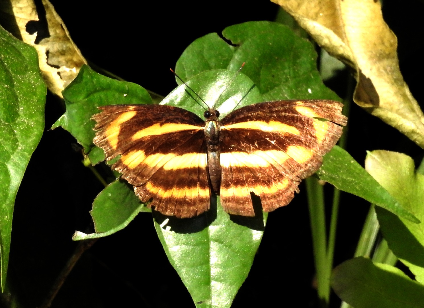 Pequeña vela amarilla (Neptis miah) - Picture Insect