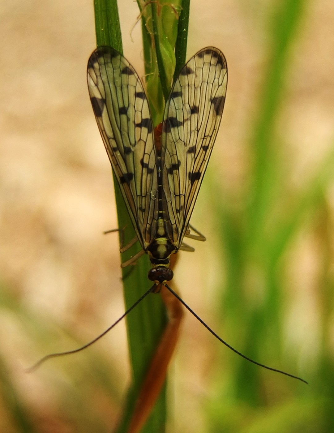 Mouche Scorpion Commune Scorpion Fly – Wildlifemacro