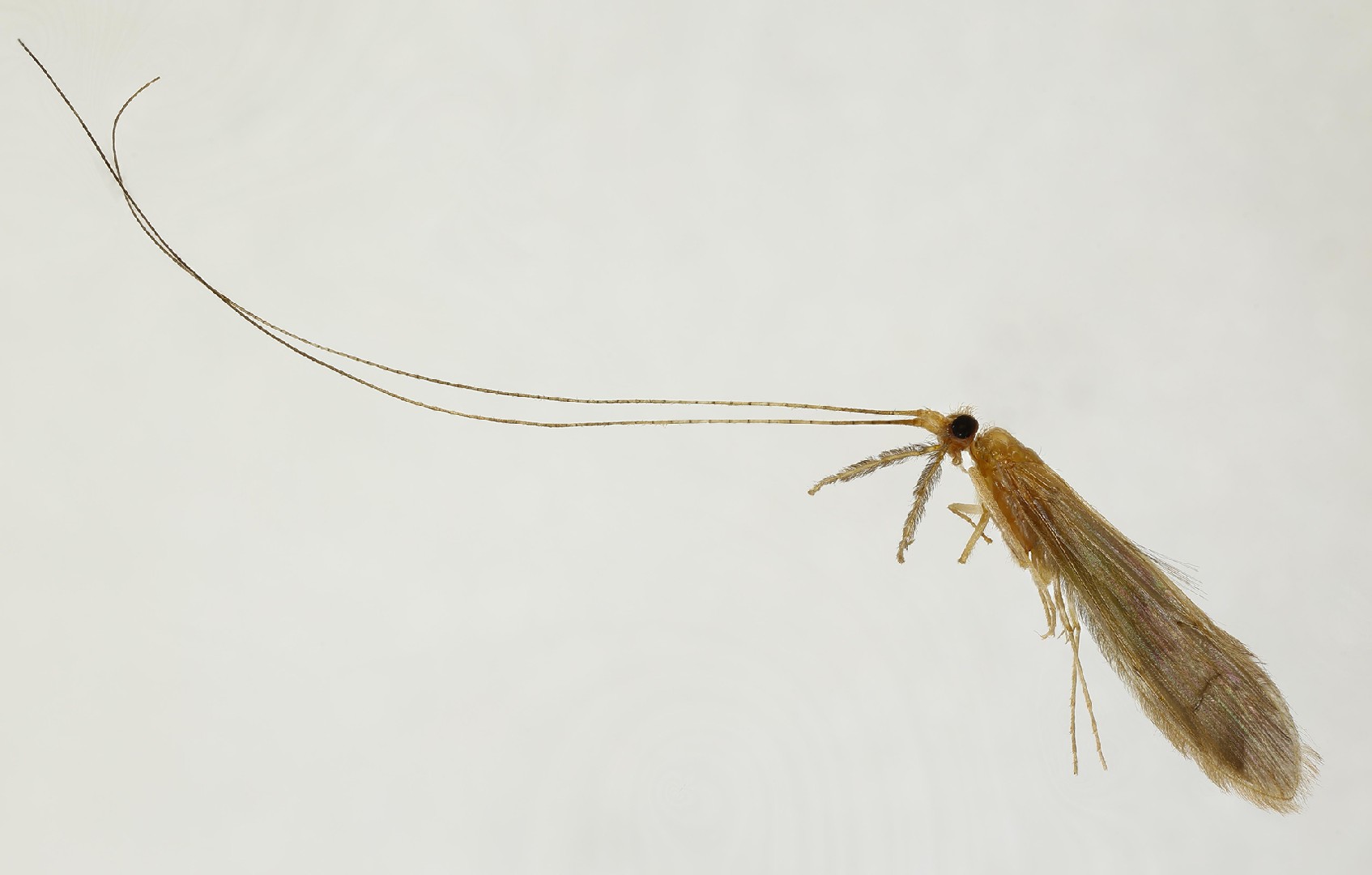 Oecetis testacea (Oecetis testacea) - Picture Insect