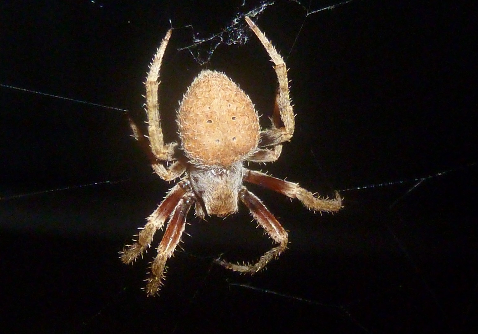 Neoscona triangula (Neoscona triangula) - Picture Insect