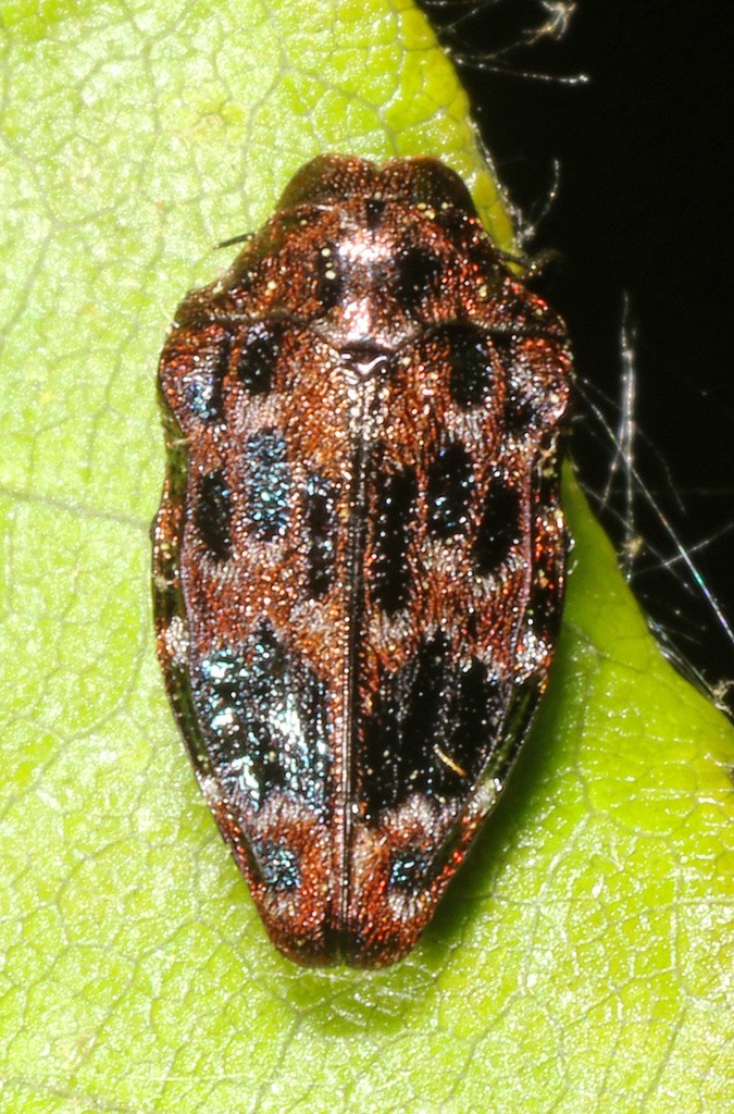 Brachys (Brachys) - Picture Insect