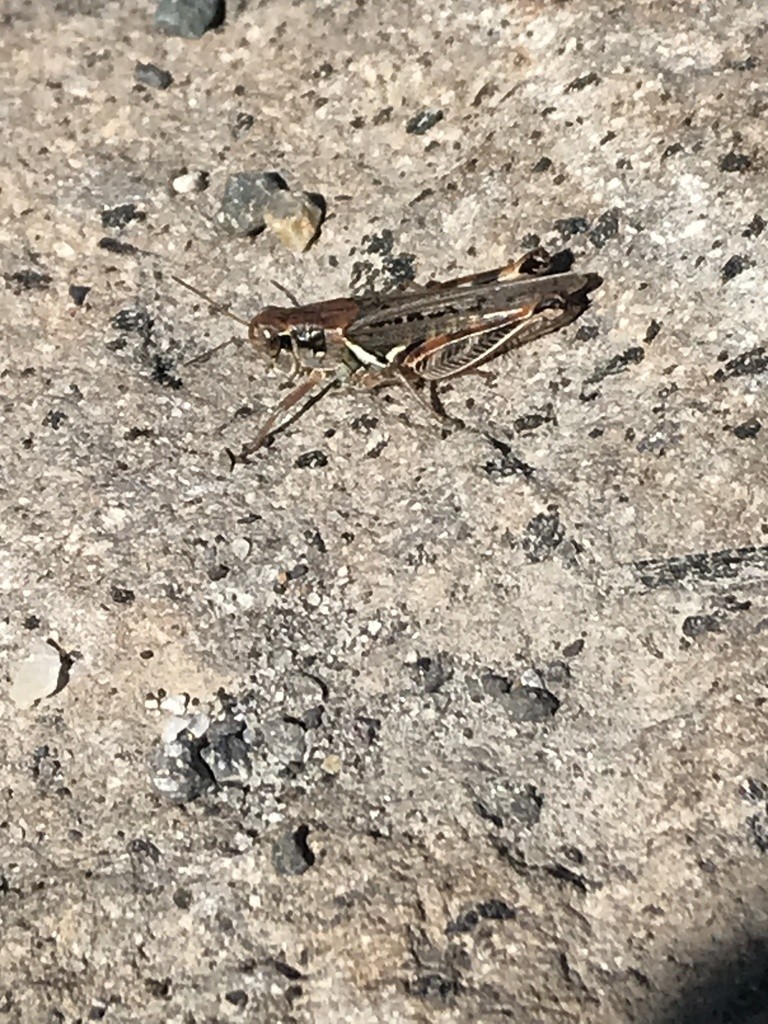 Chapulín migratorio menor (Melanoplus sanguinipes) - Picture Insect