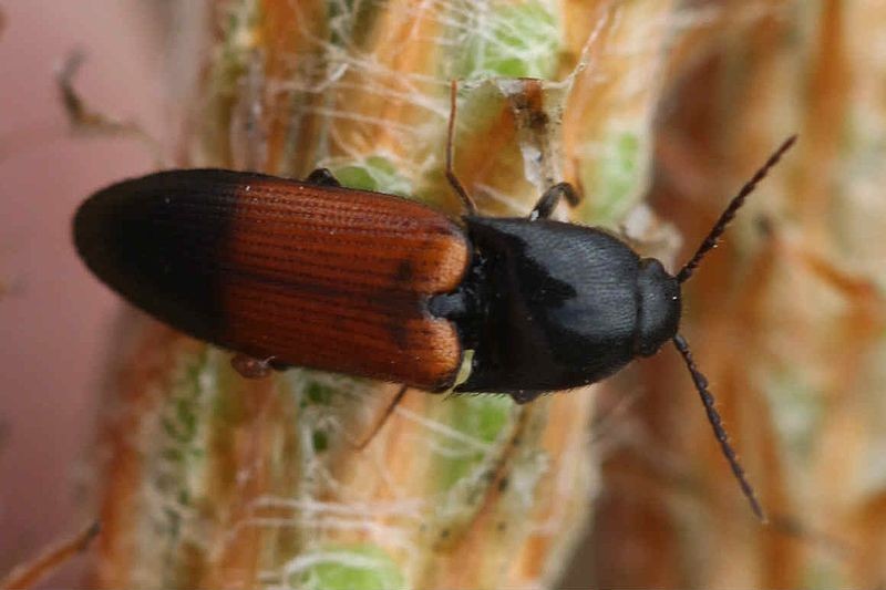 Taupin balte (Ampedus balteatus) - Picture Insect