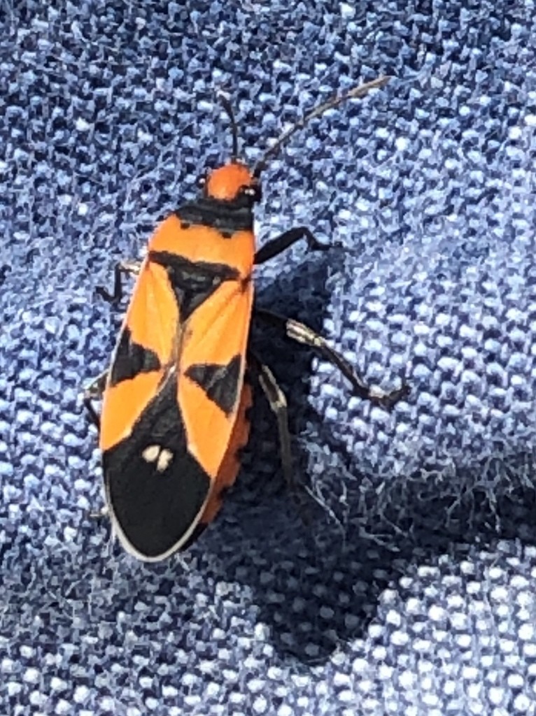 Lygaeus analis (Lygaeus analis) - Picture Insect