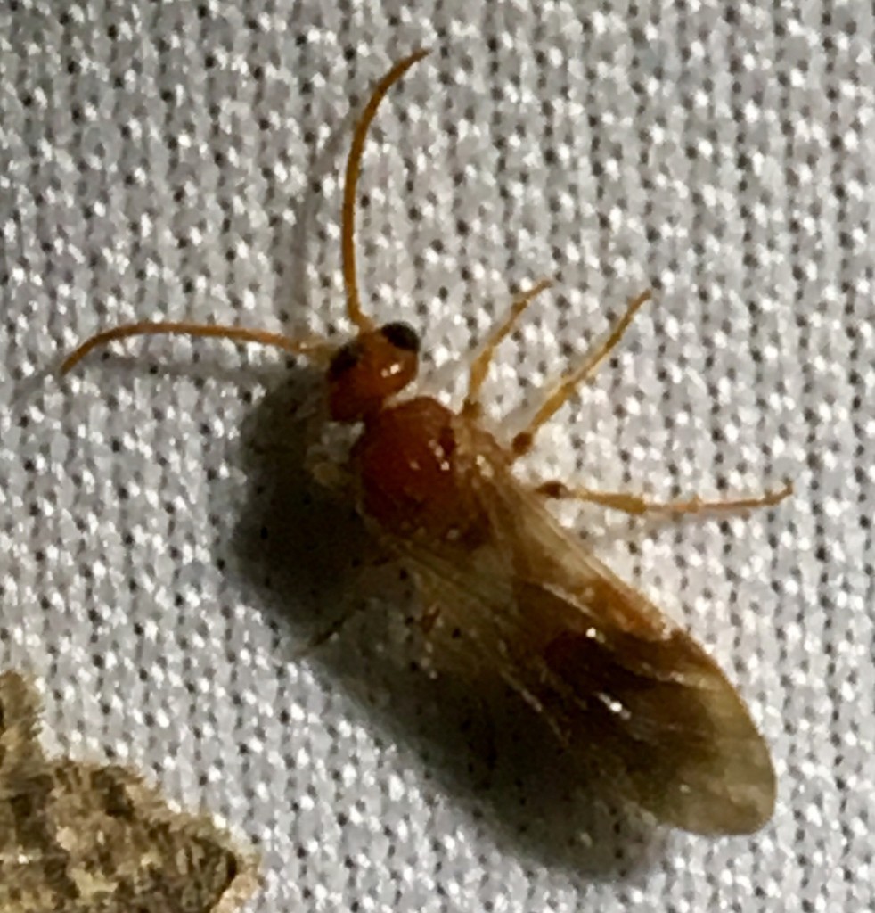 Mutillidae (Mutillidae) - Picture Insect