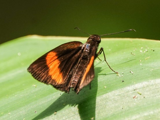 How fast is a bright red velvet bob?