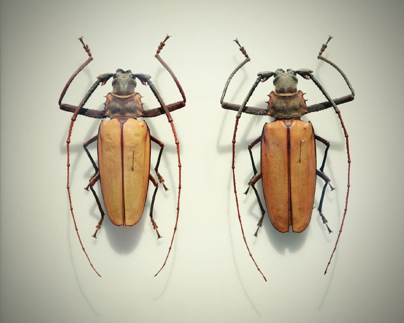 Enoplocerus armillatus (Enoplocerus armillatus) - Picture Insect