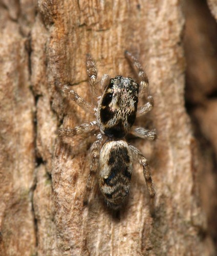 Salticus (Salticus) - Picture Insect