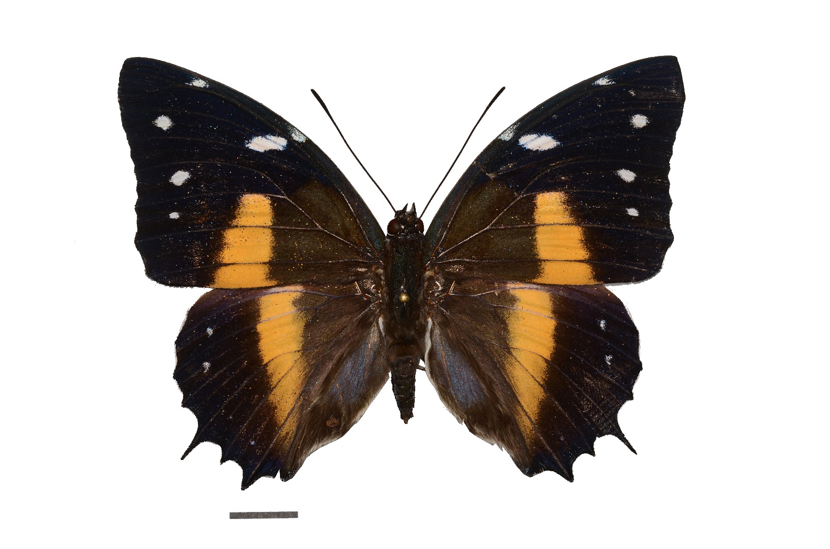 Baeotus deucalion (Baeotus deucalion) - Picture Insect