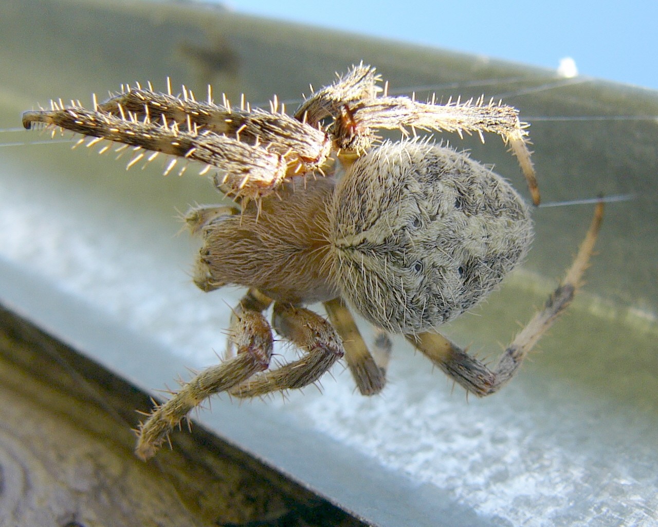 Araña de granero (Araneus cavaticus) - Picture Insect