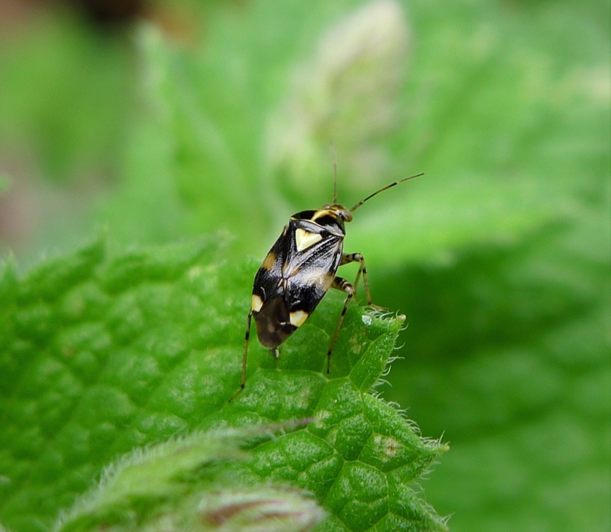 Chinche común de la ortiga (Liocoris tripustulatus) - Picture Insect