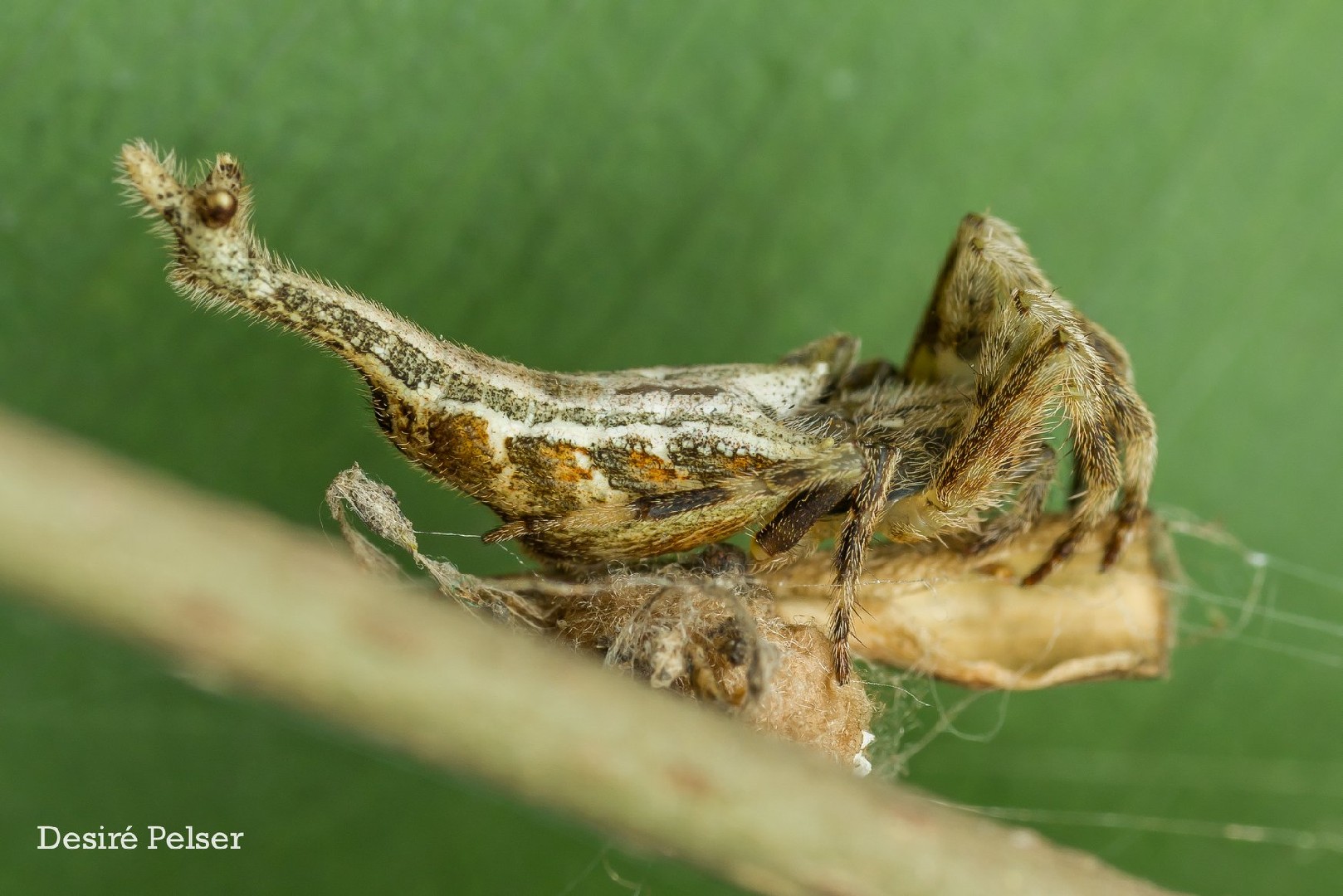 Drag-tailed spider (Arachnura) - Picture Insect
