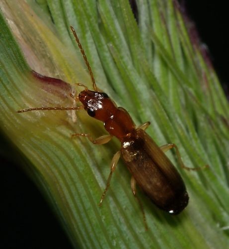 Paradromius (Paradromius) - Picture Insect