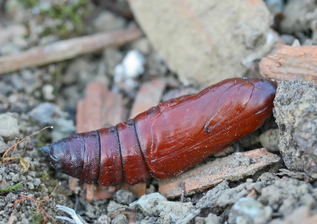 Sphinx de l'épilobe (Proserpinus proserpina) - Picture Insect