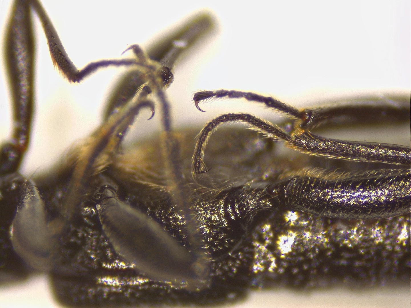 Stenus juno (Stenus juno) - Picture Insect