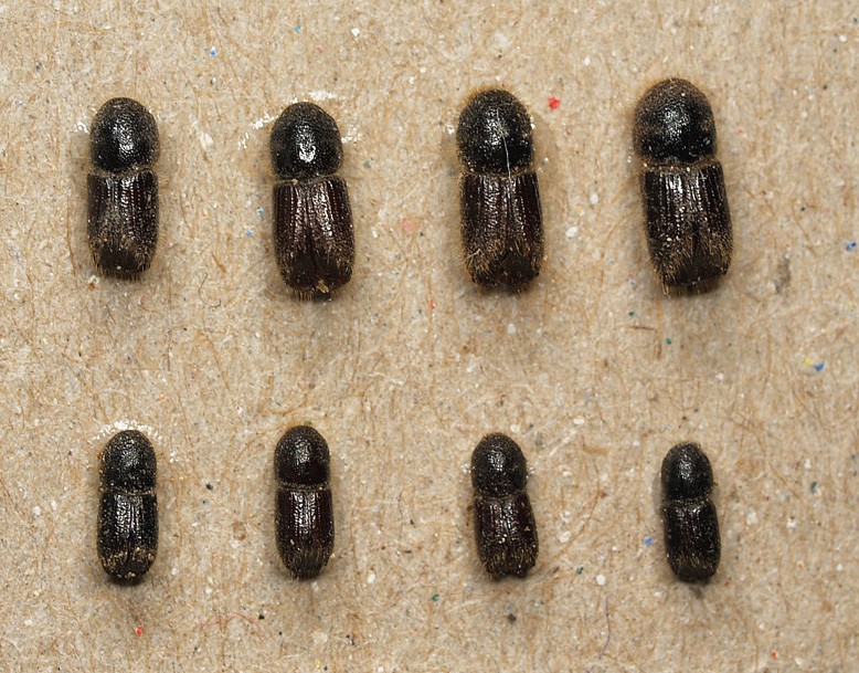 Ips duplicatus (Ips duplicatus) - Picture Insect