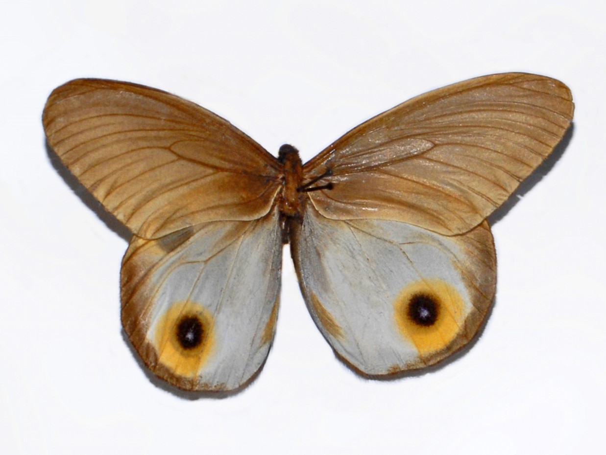 Taenaris (Taenaris) - Picture Insect