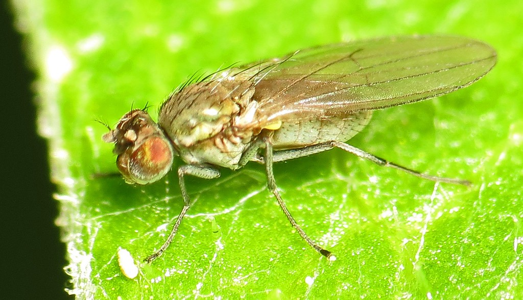 Hydrellia griseola (Hydrellia griseola) - Picture Insect