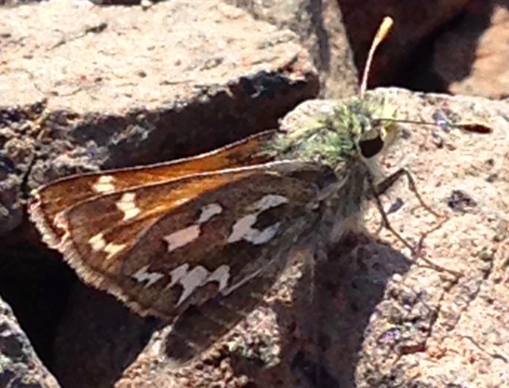 Hesperia nevada (Hesperia nevada) - Picture Insect