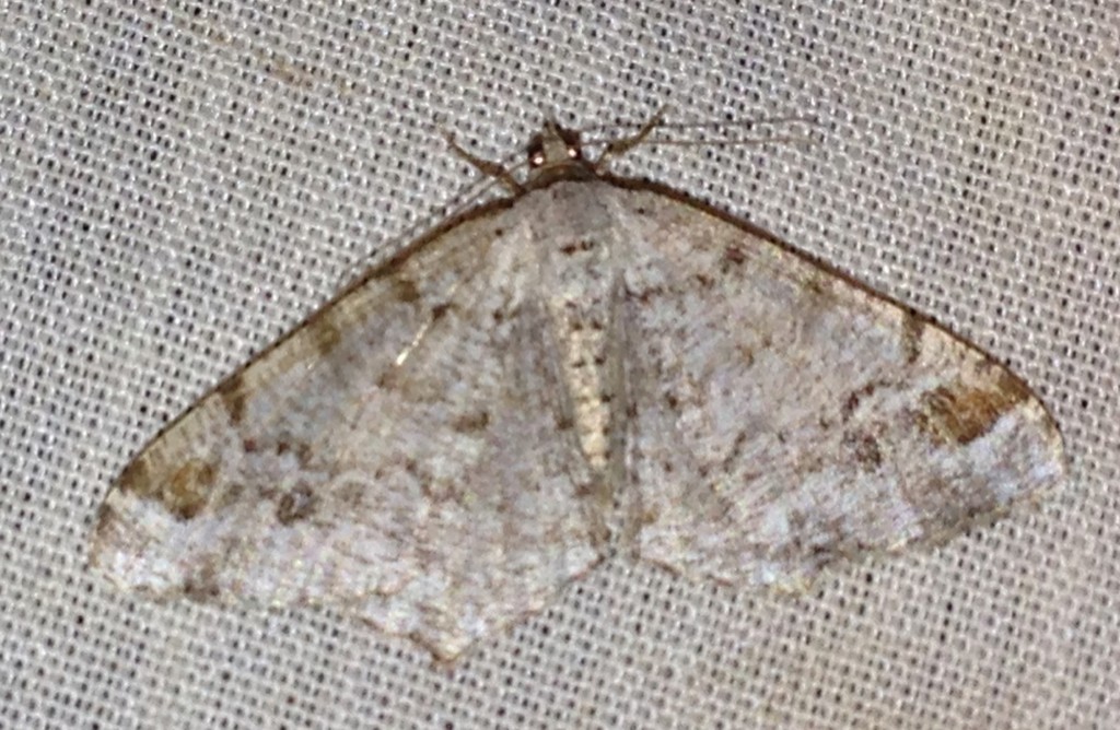 Speranza (Speranza) - Picture Insect