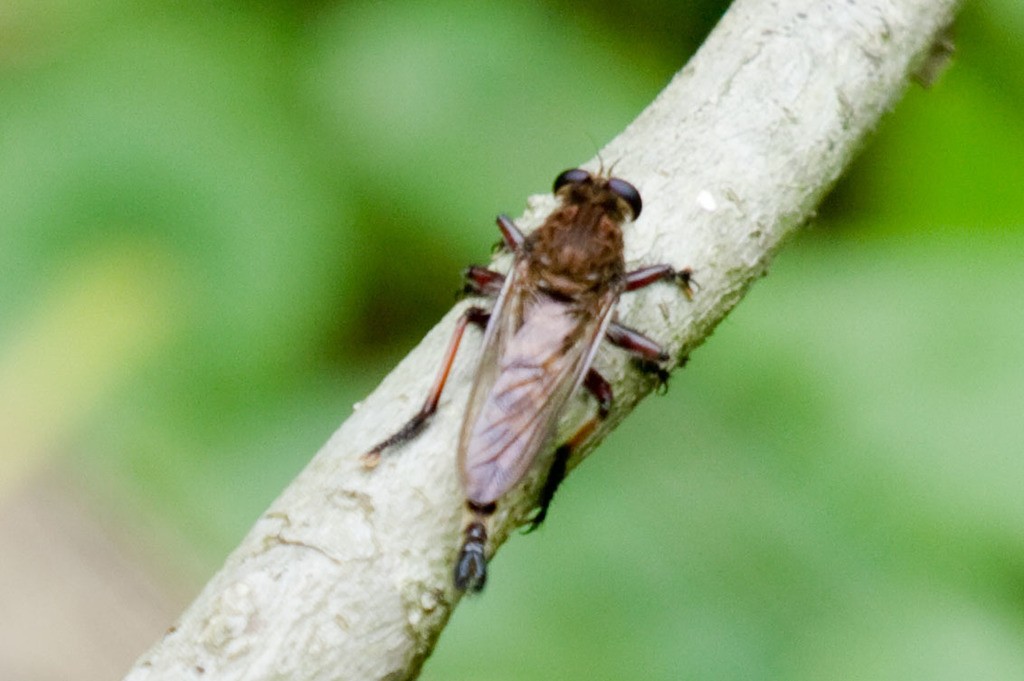 Promachus hinei (Promachus hinei) - Picture Insect