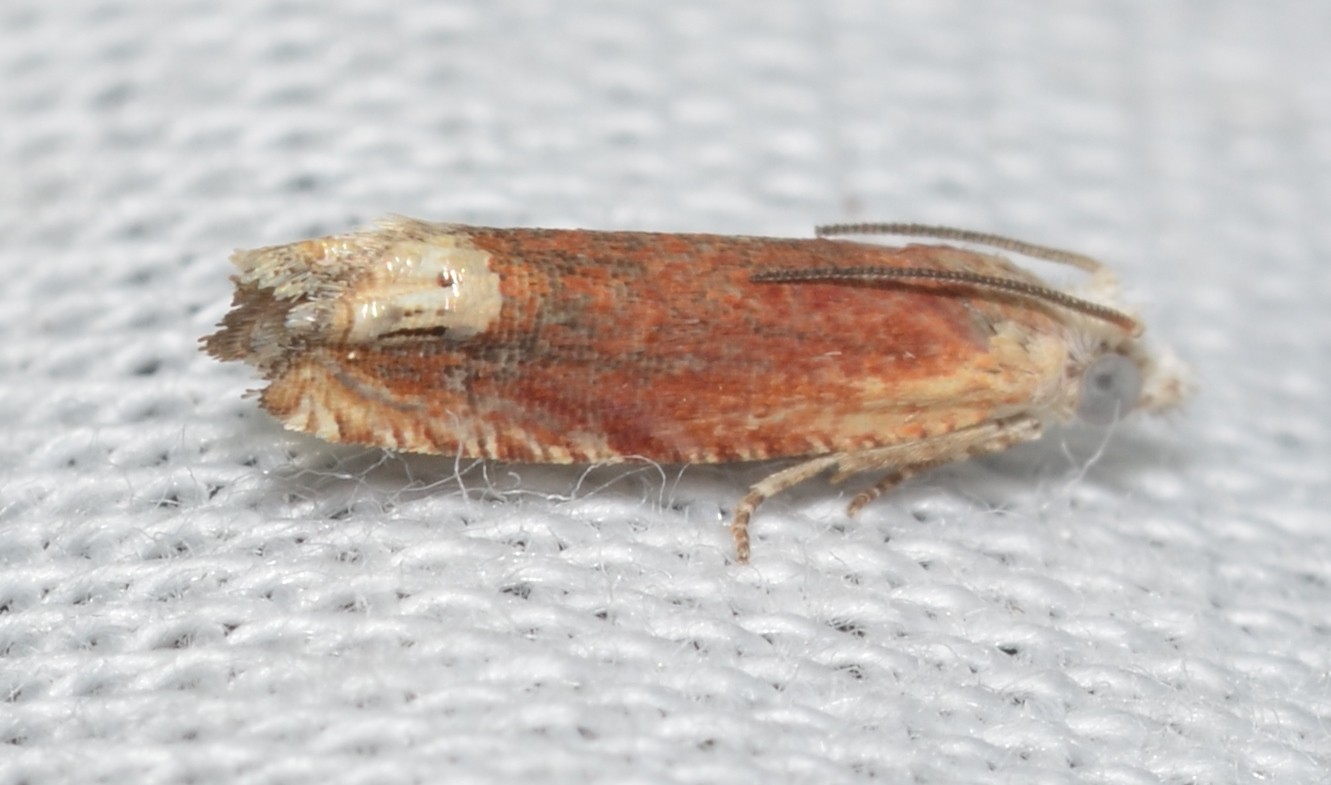 Phaneta (Phaneta) - Picture Insect